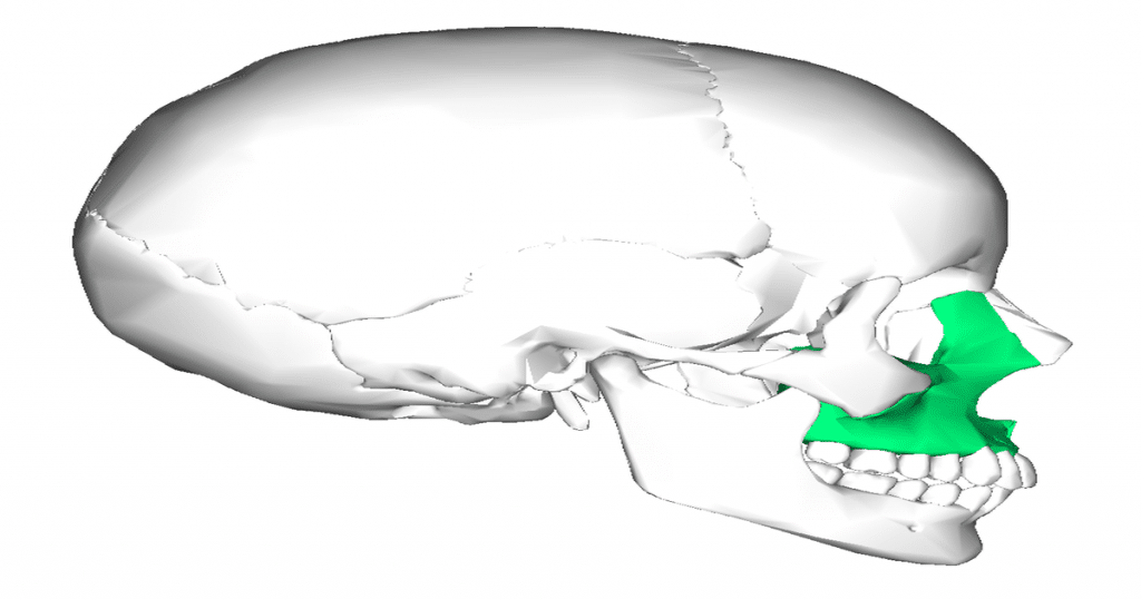 Conheça os Ossos da Face e a sua Relação com a Odontologia