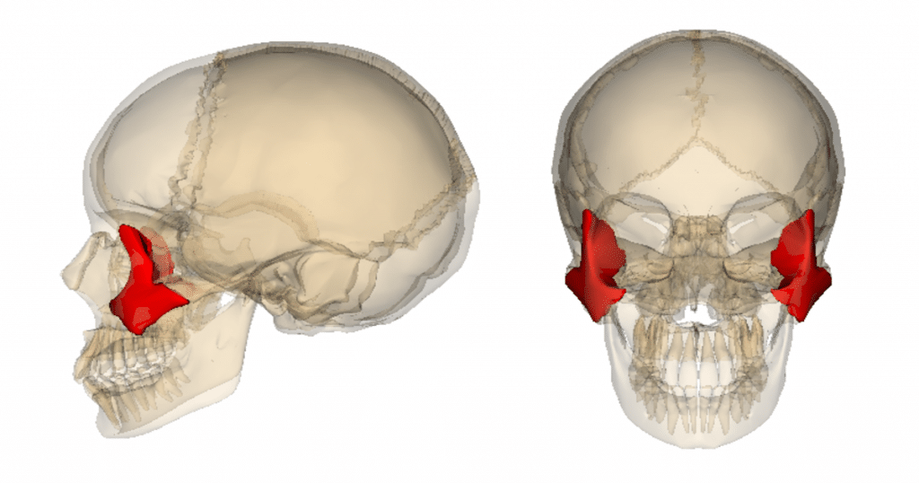 Conheça os Ossos da Face e a sua Relação com a Odontologia