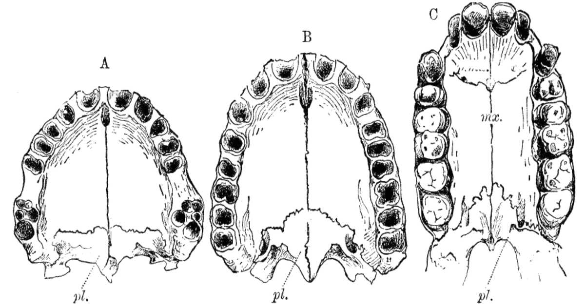 Conheça os Ossos da Face e a sua Relação com a Odontologia